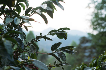 ilse coffee | Showcasing the world's best coffees