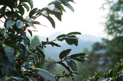 ilse coffee | Showcasing the world's best coffees