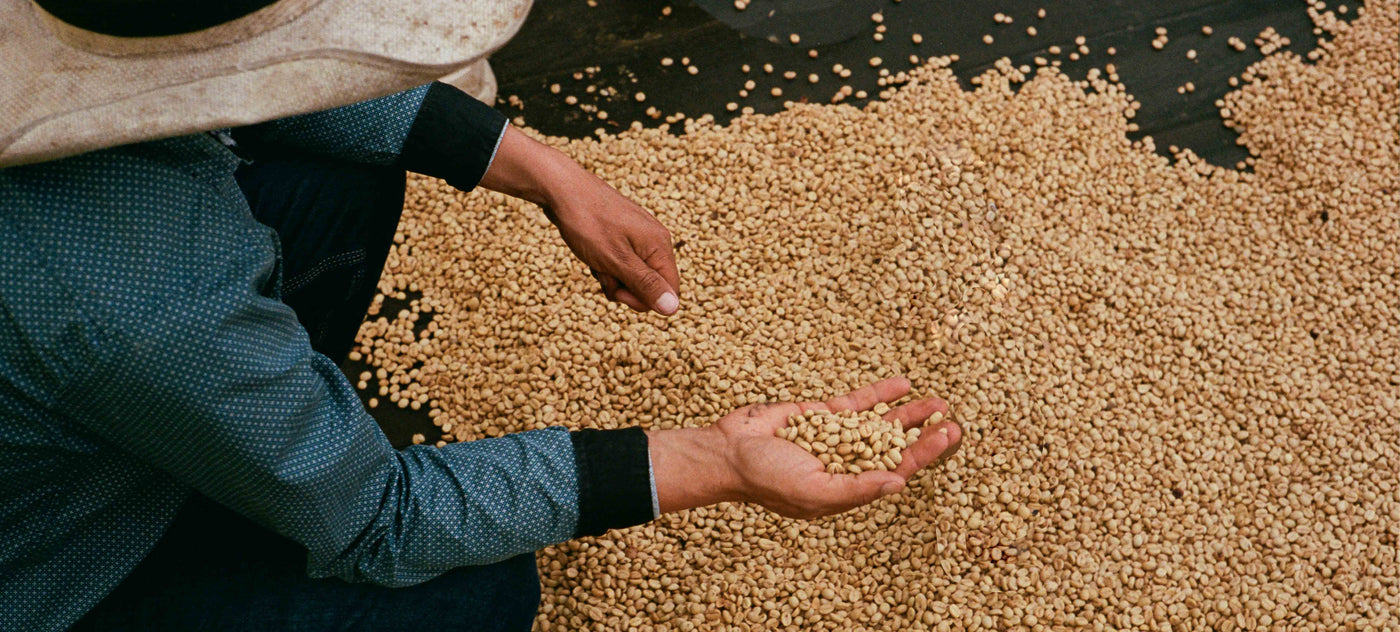 ilse coffee | Showcasing the world's best coffees