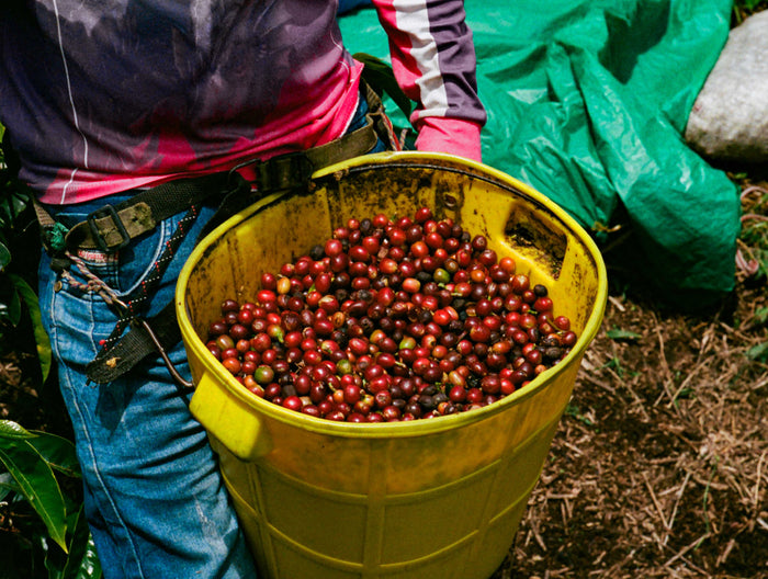 ilse coffee | Showcasing the world's best coffees