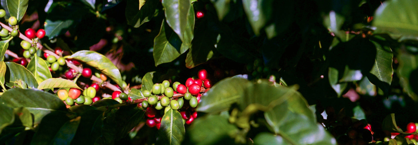 Showcasing the world's best coffees | ilse coffee